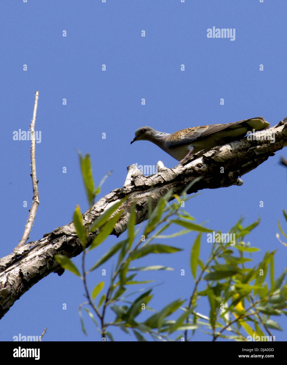Colombe Sauvage Banque d'image et photos - Alamy