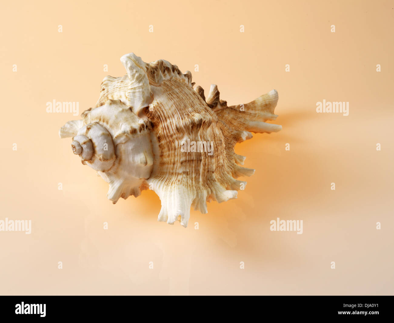 Murex shell Banque de photographies et d’images à haute résolution - Alamy