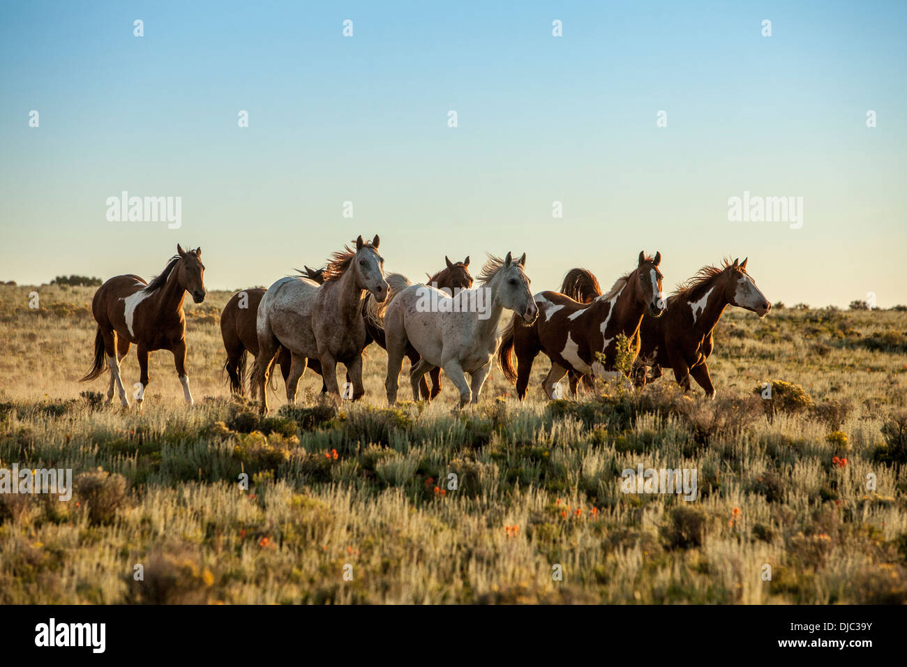 Chevaux au galop Banque de photographies et d’images à haute résolution ...
