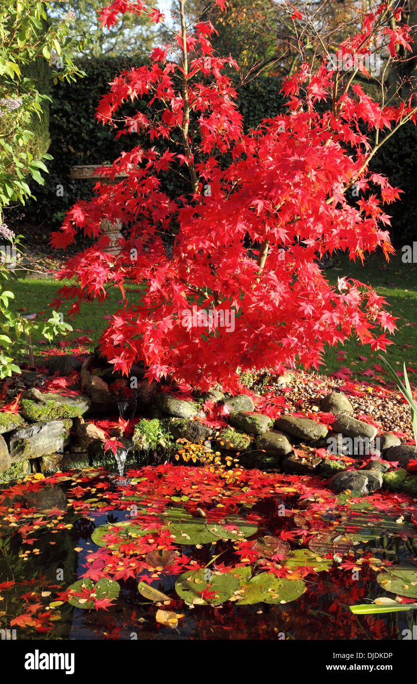 Acer palmatum Osakazuki, un magnifique arbre à feuilles rouges, qui se ...