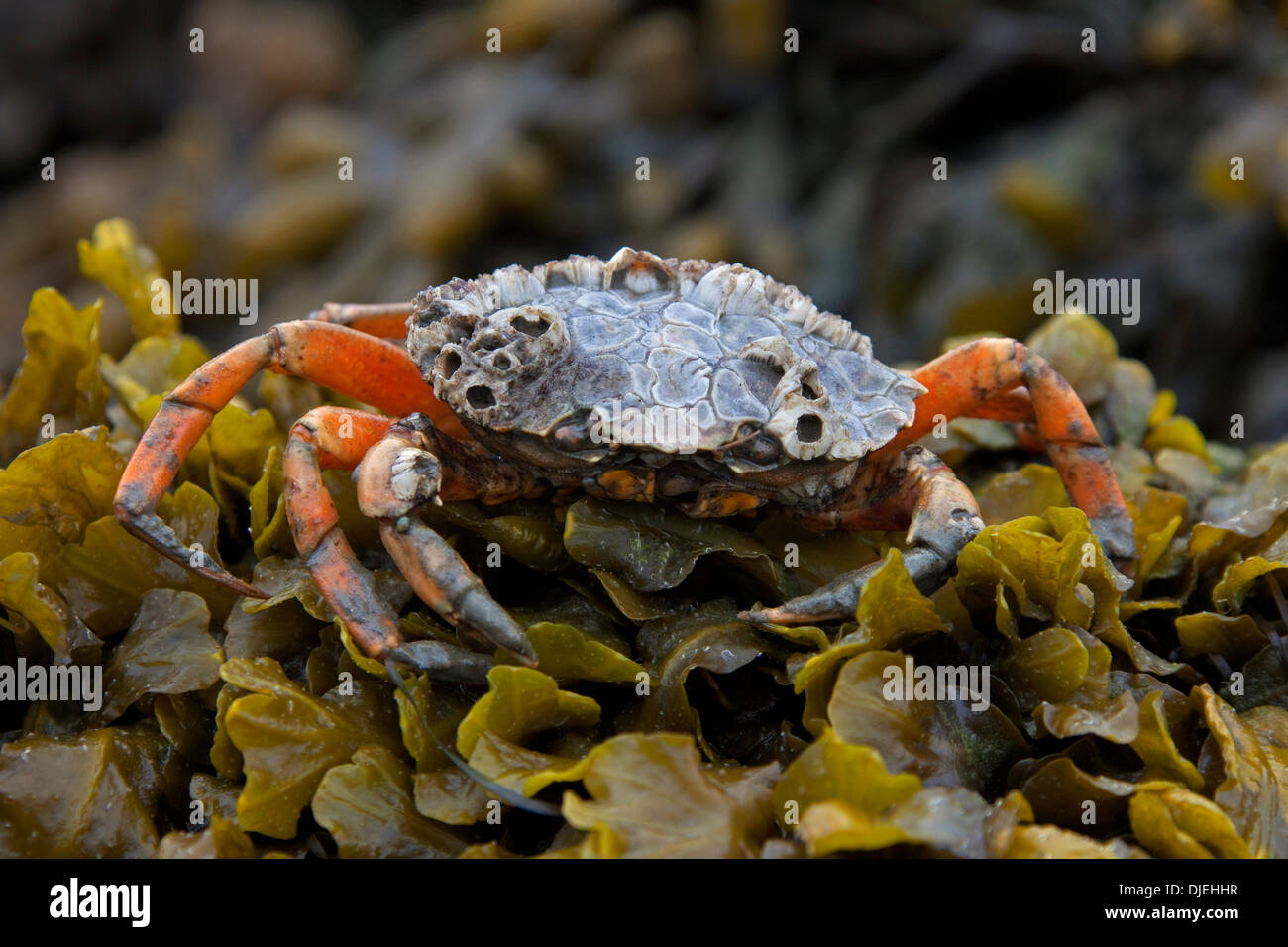Littoral Crab Photos & Littoral Crab Images - Alamy