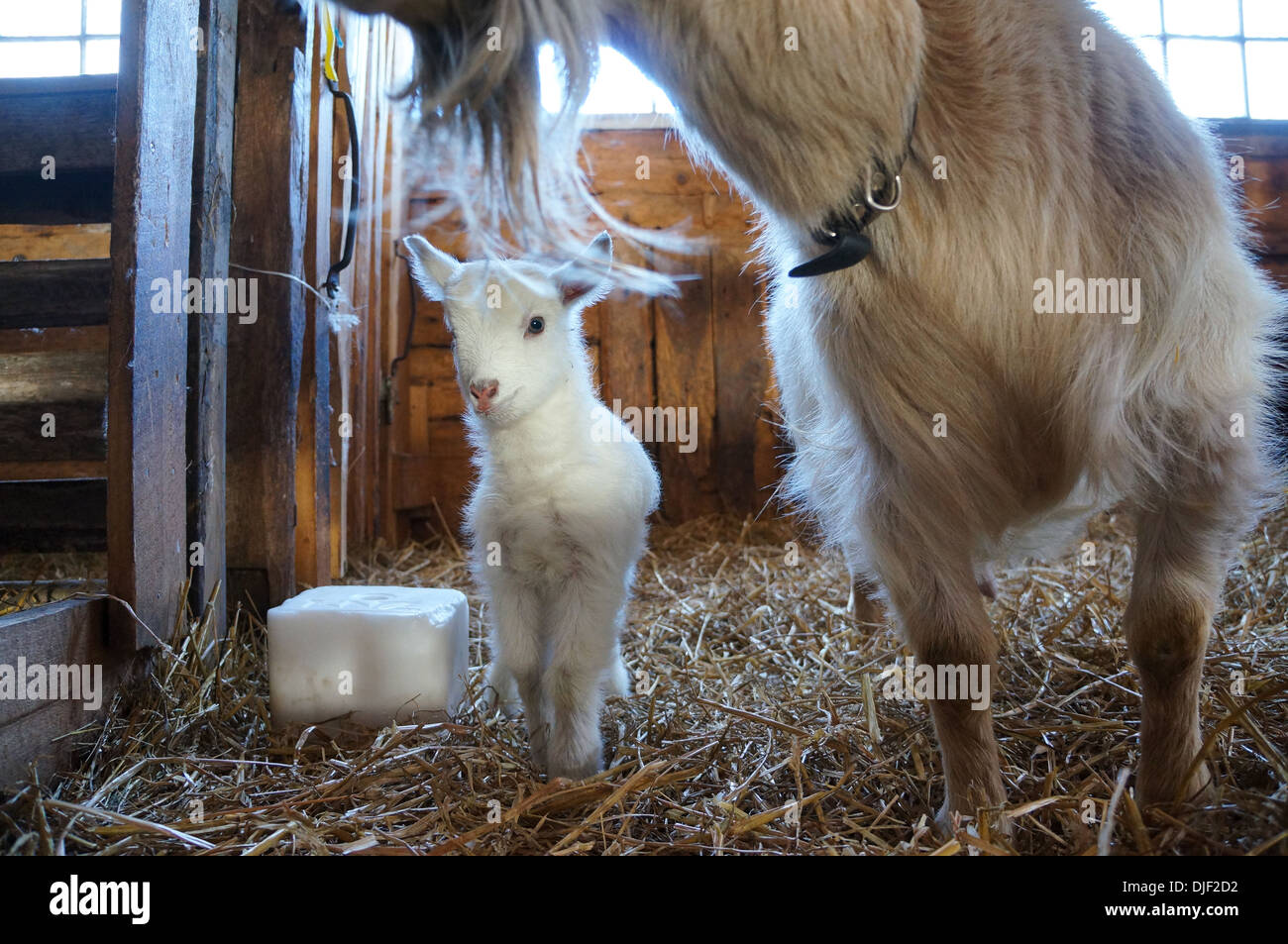 Goat baby Banque de photographies et d’images à haute résolution - Alamy