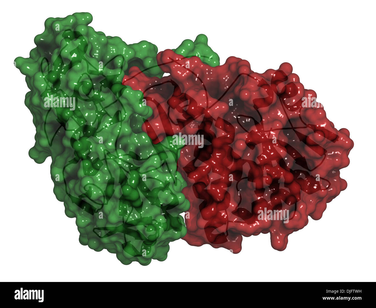 Le ricin ricin protéines toxiques de l'usine, la structure chimique ...