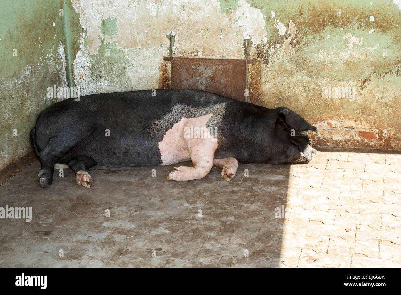 Gros cochon domestique Banque de photographies et d’images à haute ...
