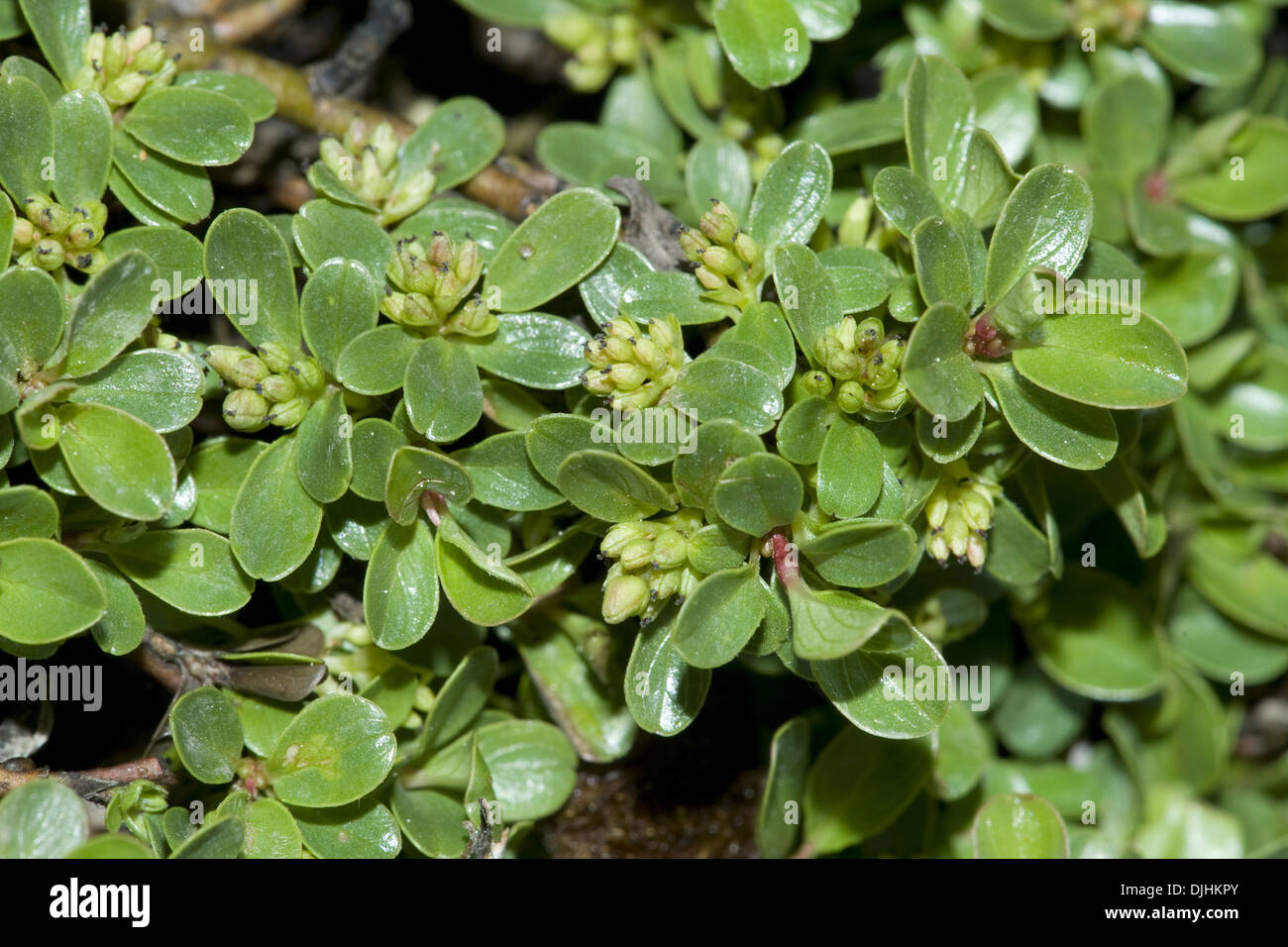 Saule à feuilles de thym, Salix serpyllifolia sabline Photo Stock - Alamy
