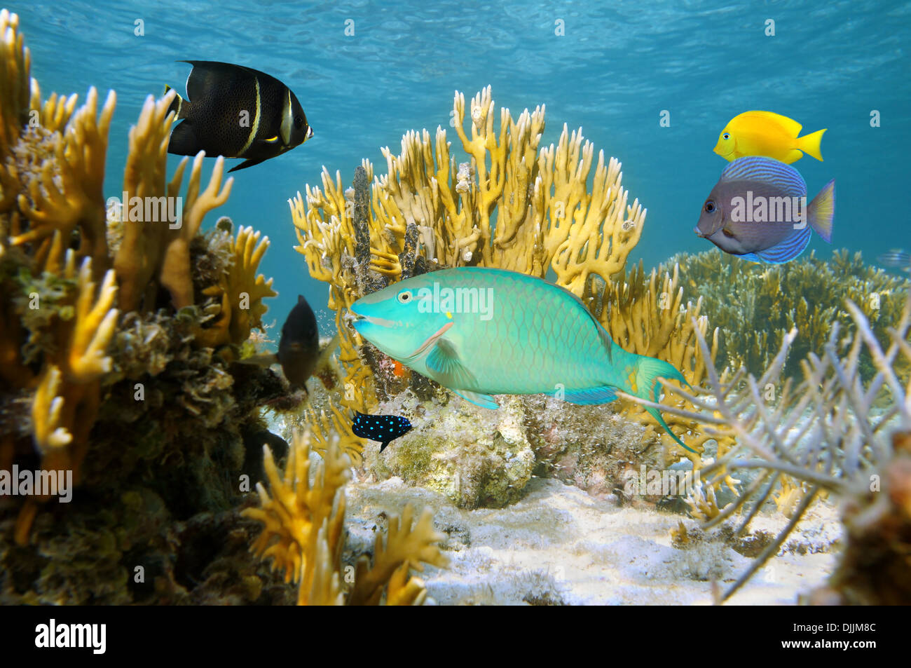 Scène sous-marine avec des poissons tropicaux colorés dans un récif de ...