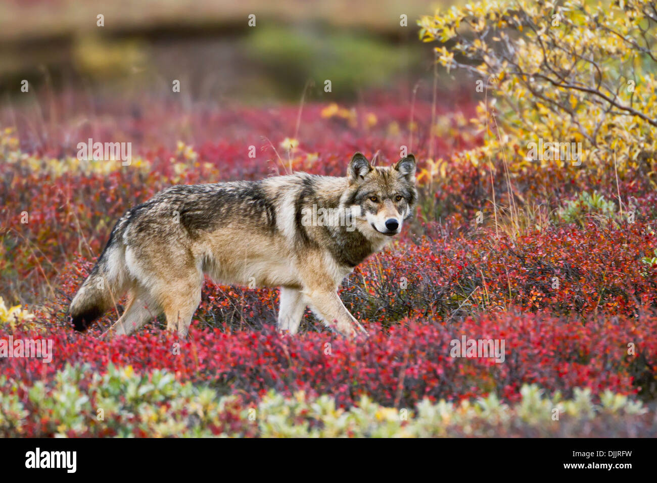 Loup canis sp Banque de photographies et d’images à haute résolution ...