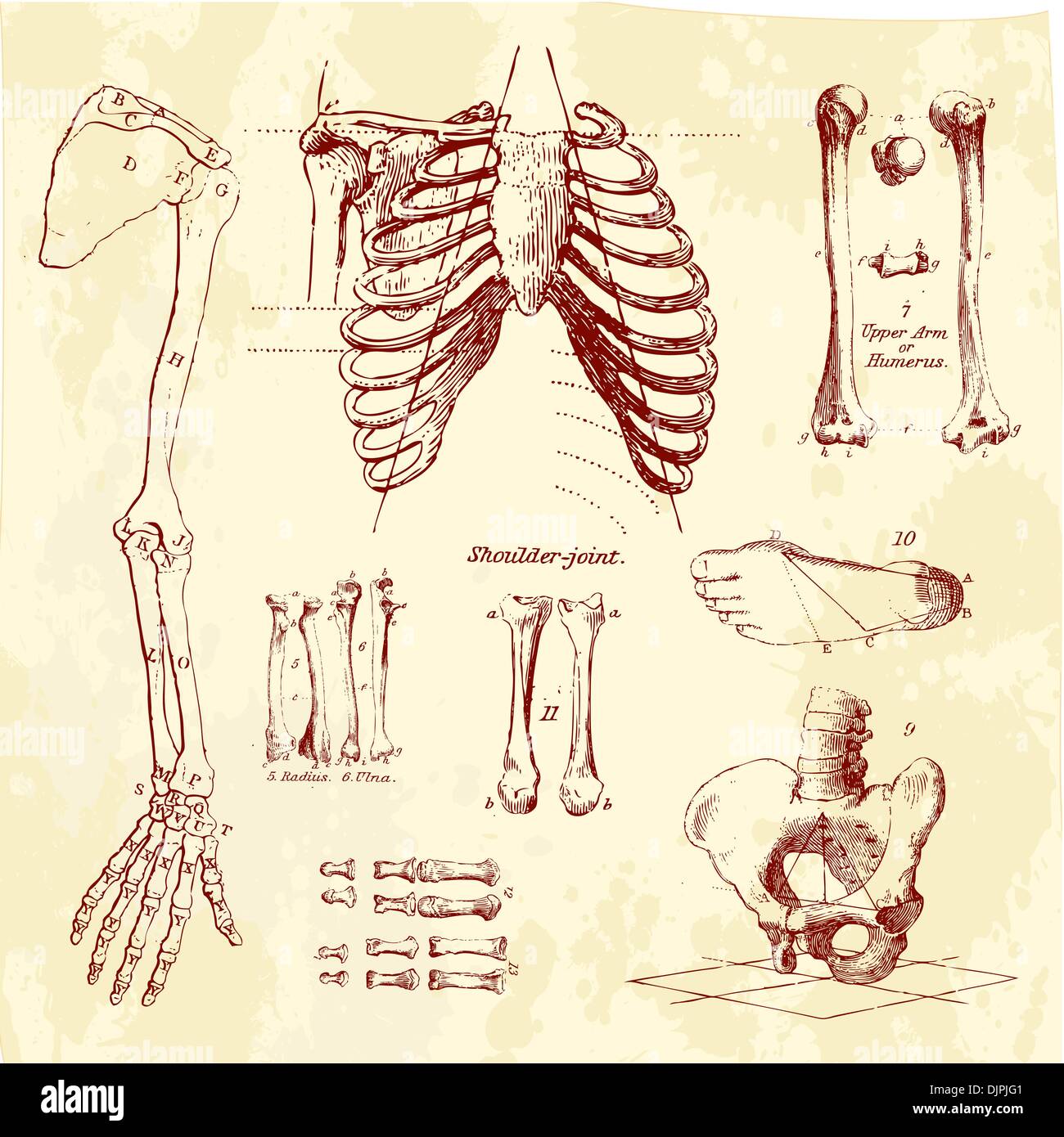Histoire de l'anatomie Banque d'images vectorielles - Alamy