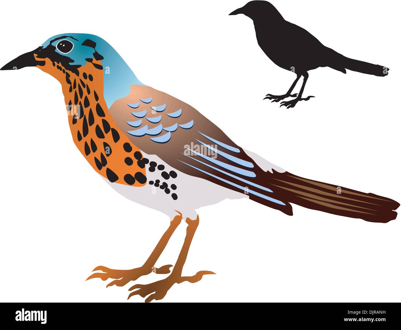 Thrush vector vectors Banque de photographies et d’images à haute ...