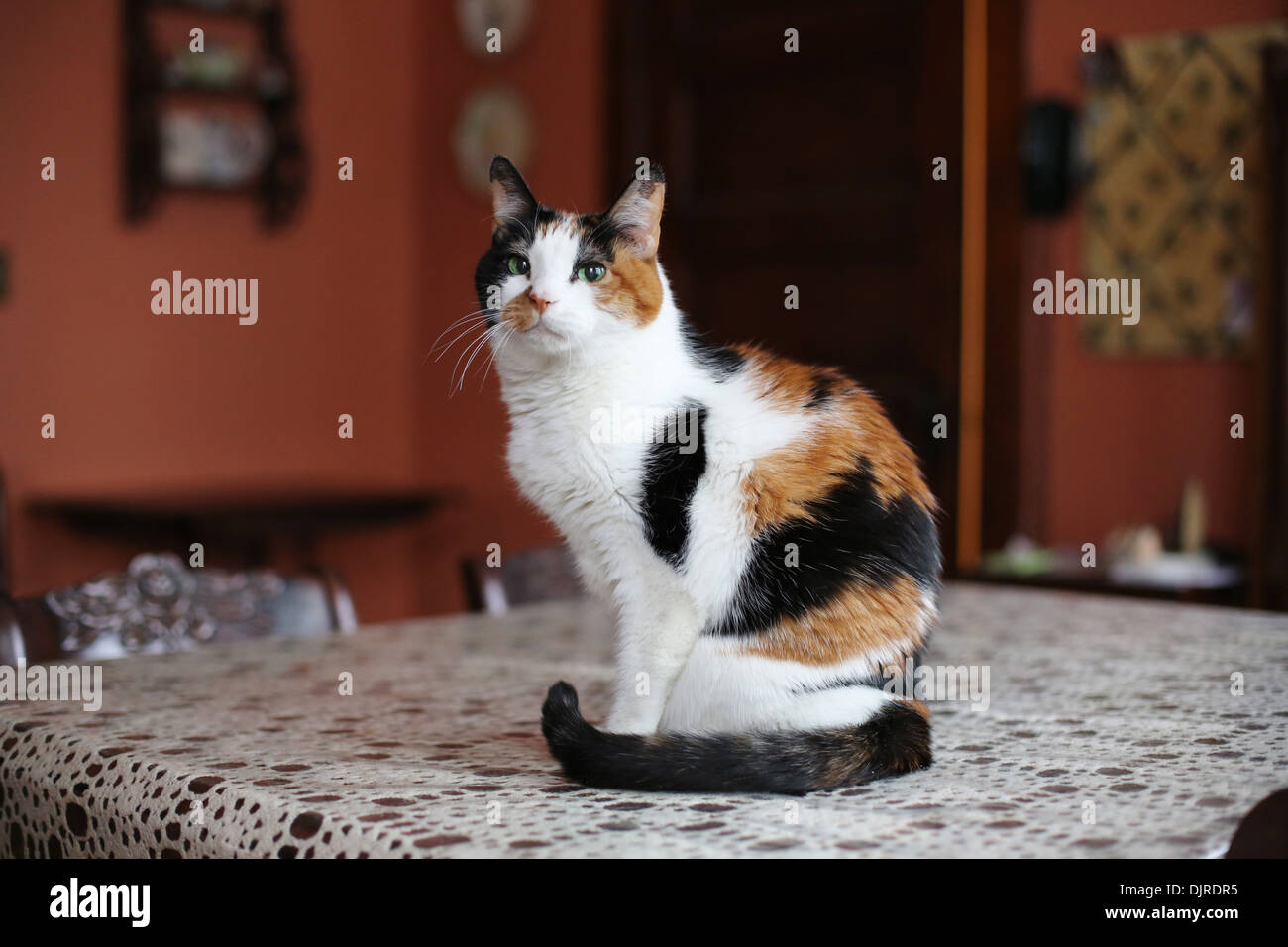 Chat calico Banque de photographies et d’images à haute résolution - Alamy