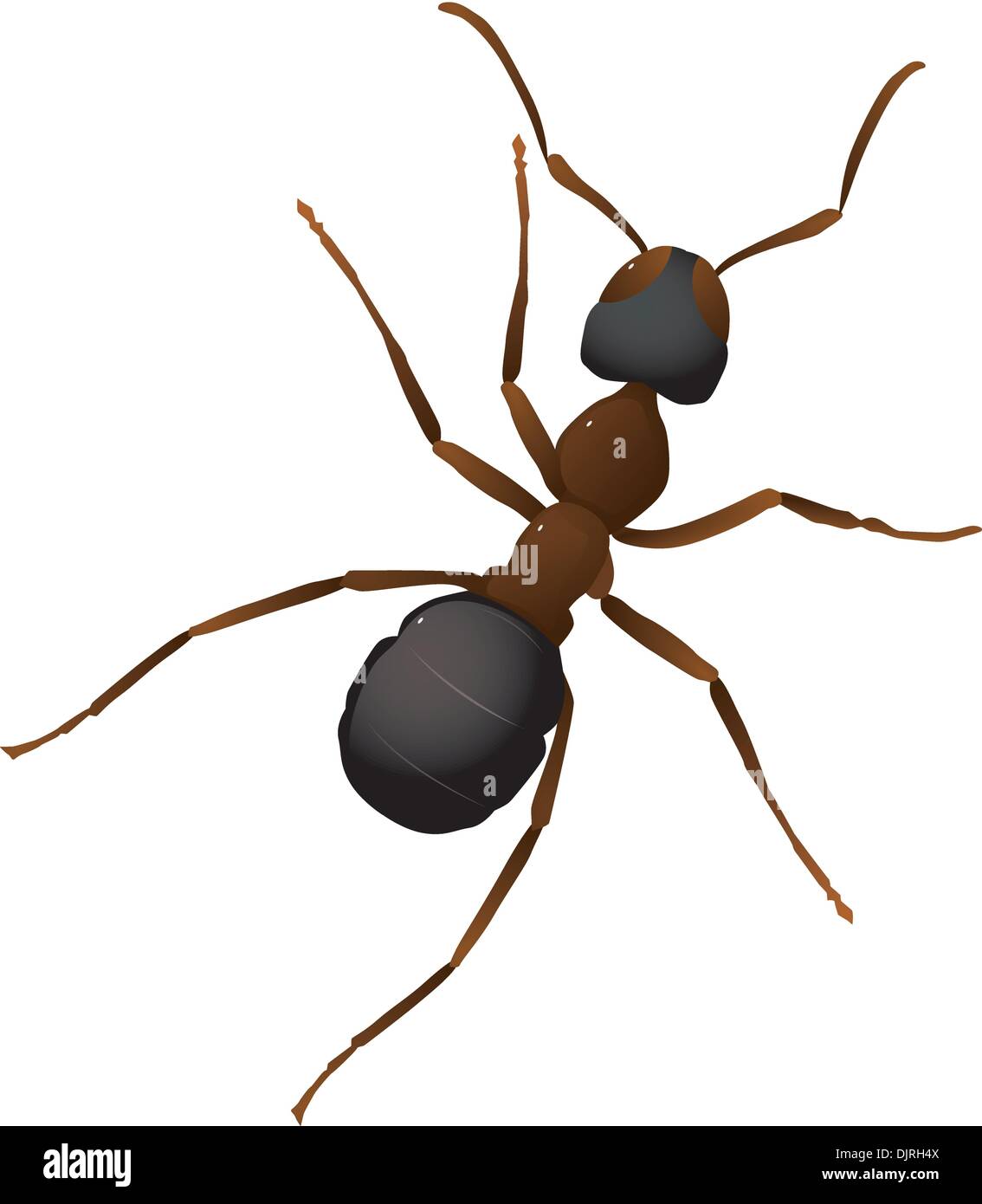 Piqûres de fourmis Banque d'images vectorielles - Alamy