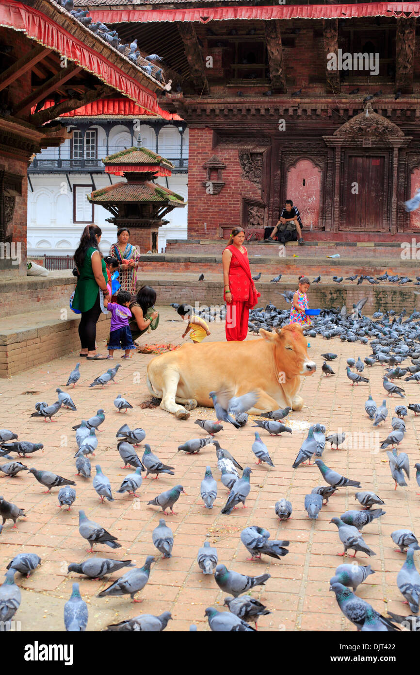 Nepal nepali pigeon pigeons Banque de photographies et d’images à haute ...