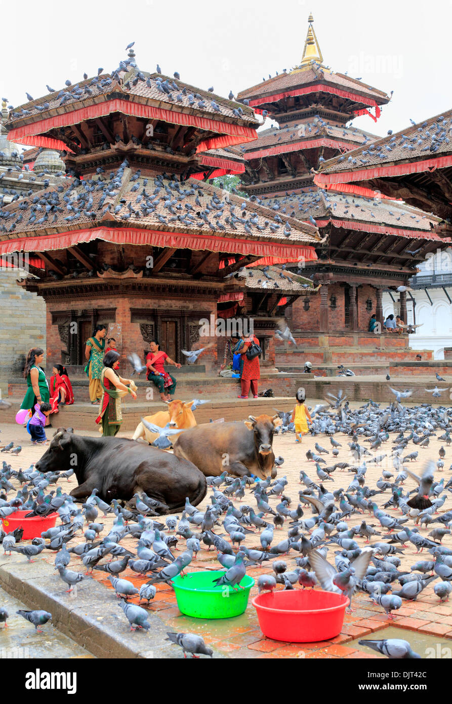 Nepal nepali pigeon pigeons Banque de photographies et d’images à haute ...