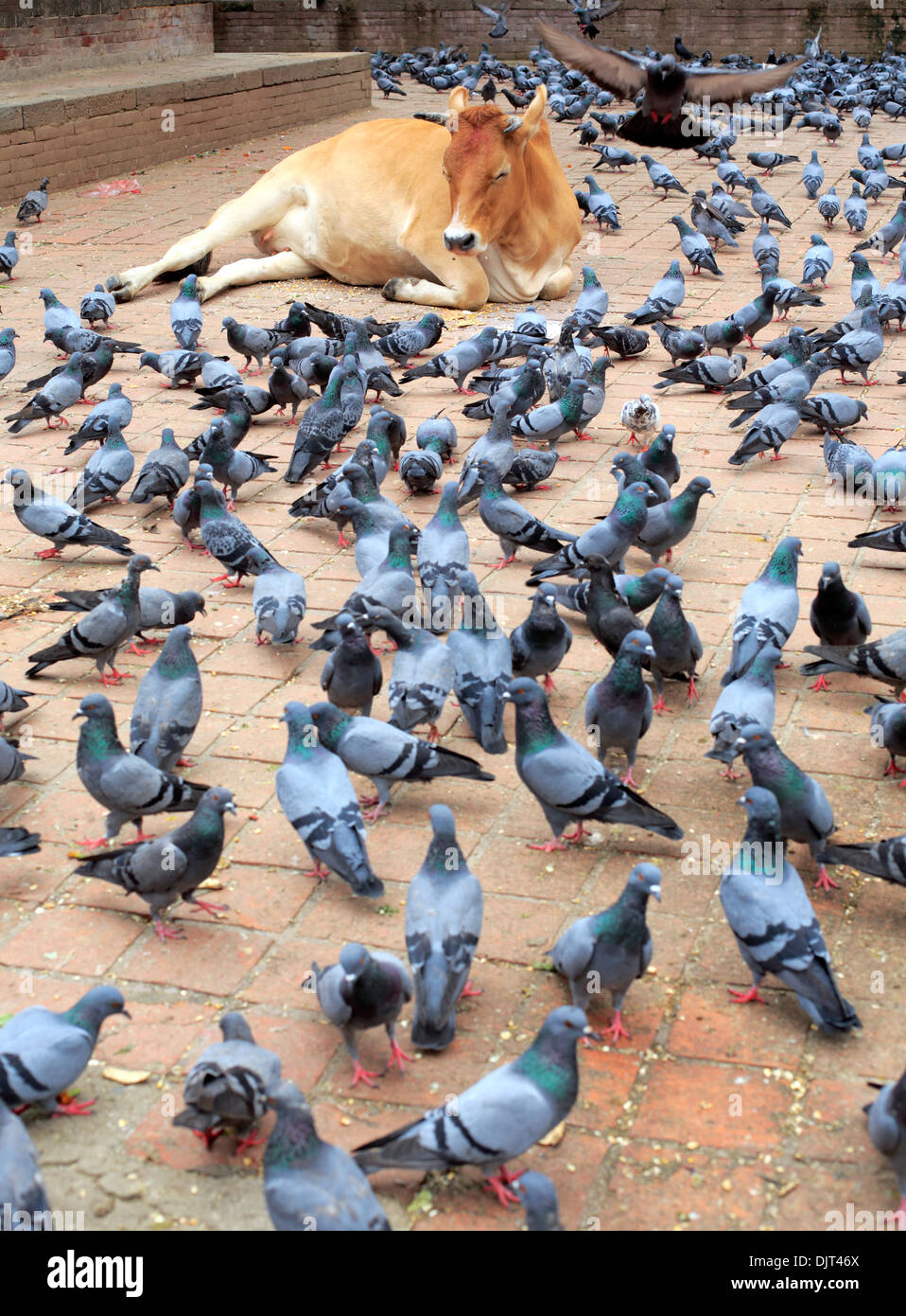 Nepal nepali pigeon pigeons Banque de photographies et d’images à haute ...