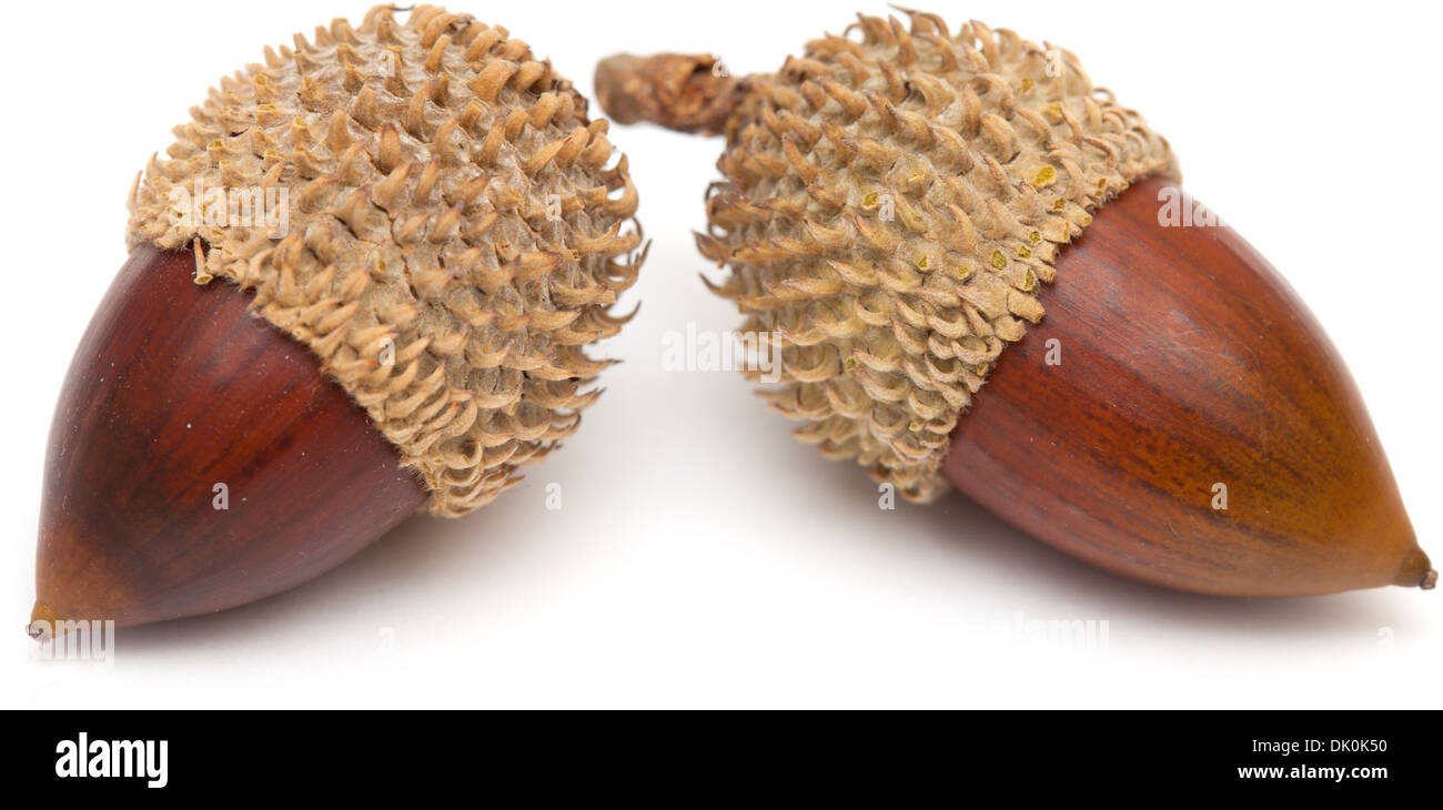 Quercus coccifera, les glands de chêne kermès isolated Photo Stock - Alamy