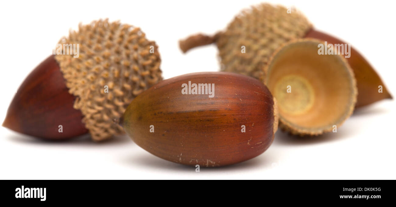 Quercus coccifera, les glands de chêne kermès isolated Photo Stock - Alamy