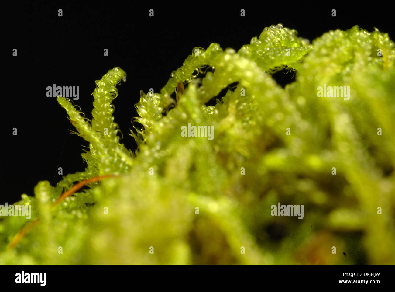 Les sphaignes Banque de photographies et d’images à haute résolution ...