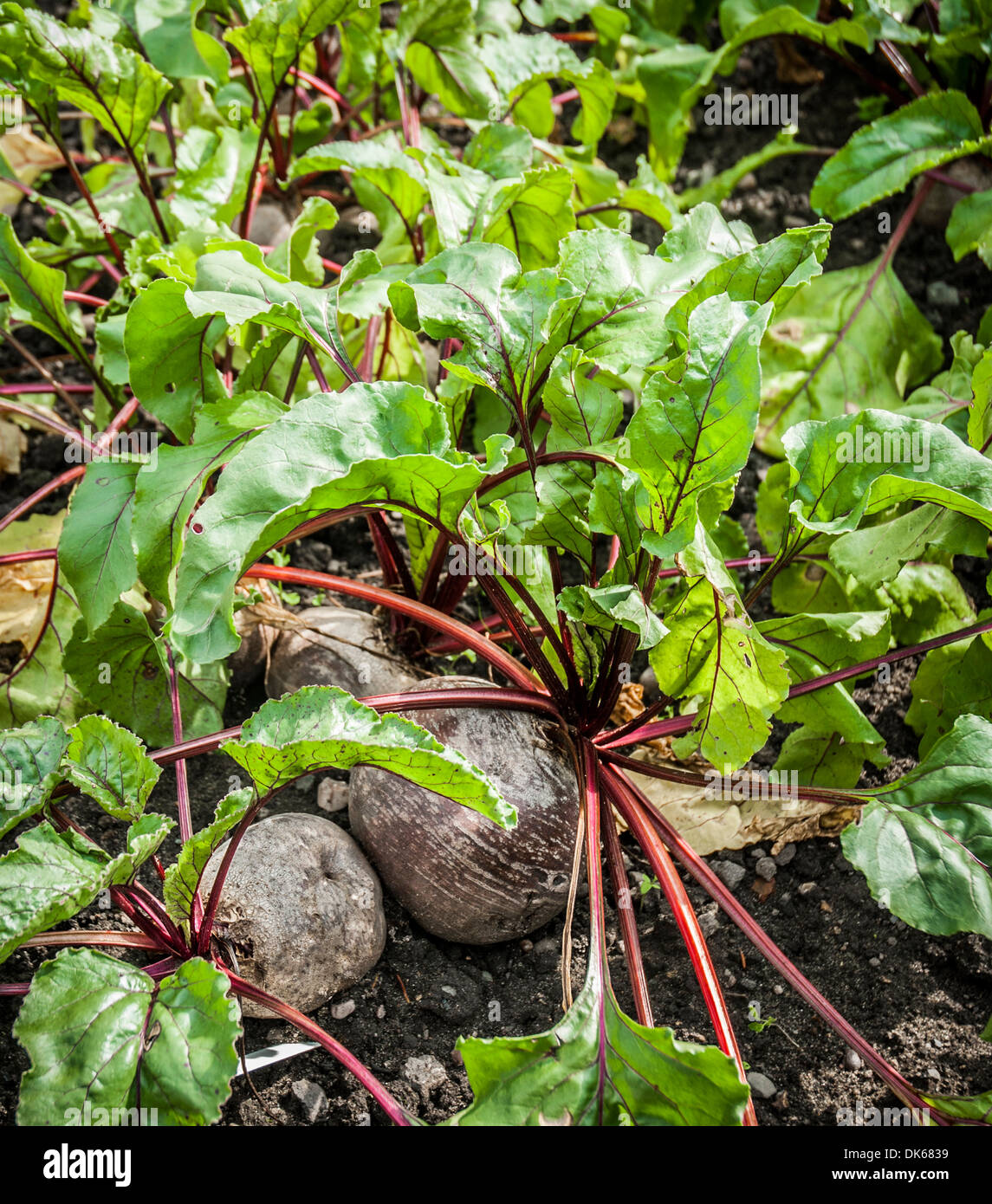 Betterave de jardin Banque de photographies et d’images à haute ...