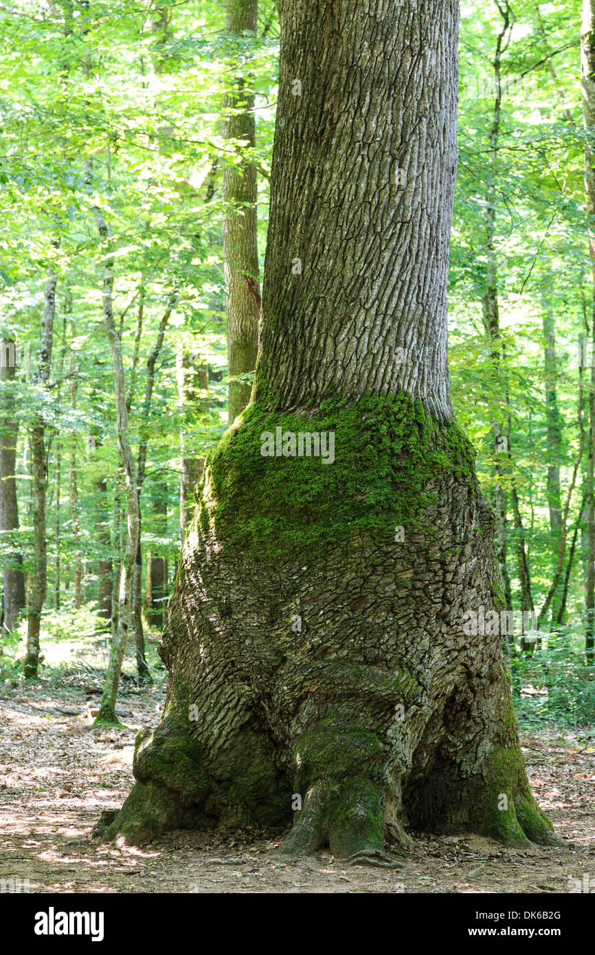 La France, l'Allier, forêt de Tronçais, Saint Bonnet Tronçais, chêne ...