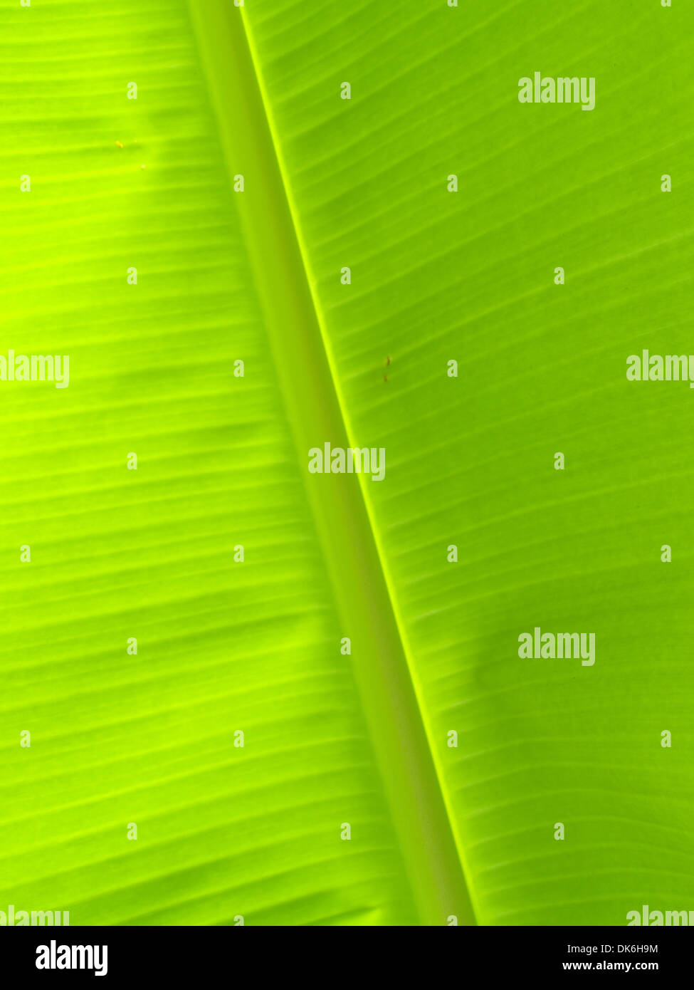 Feuille de bananier , banane, bananier, feuille, feuille de palmier ...