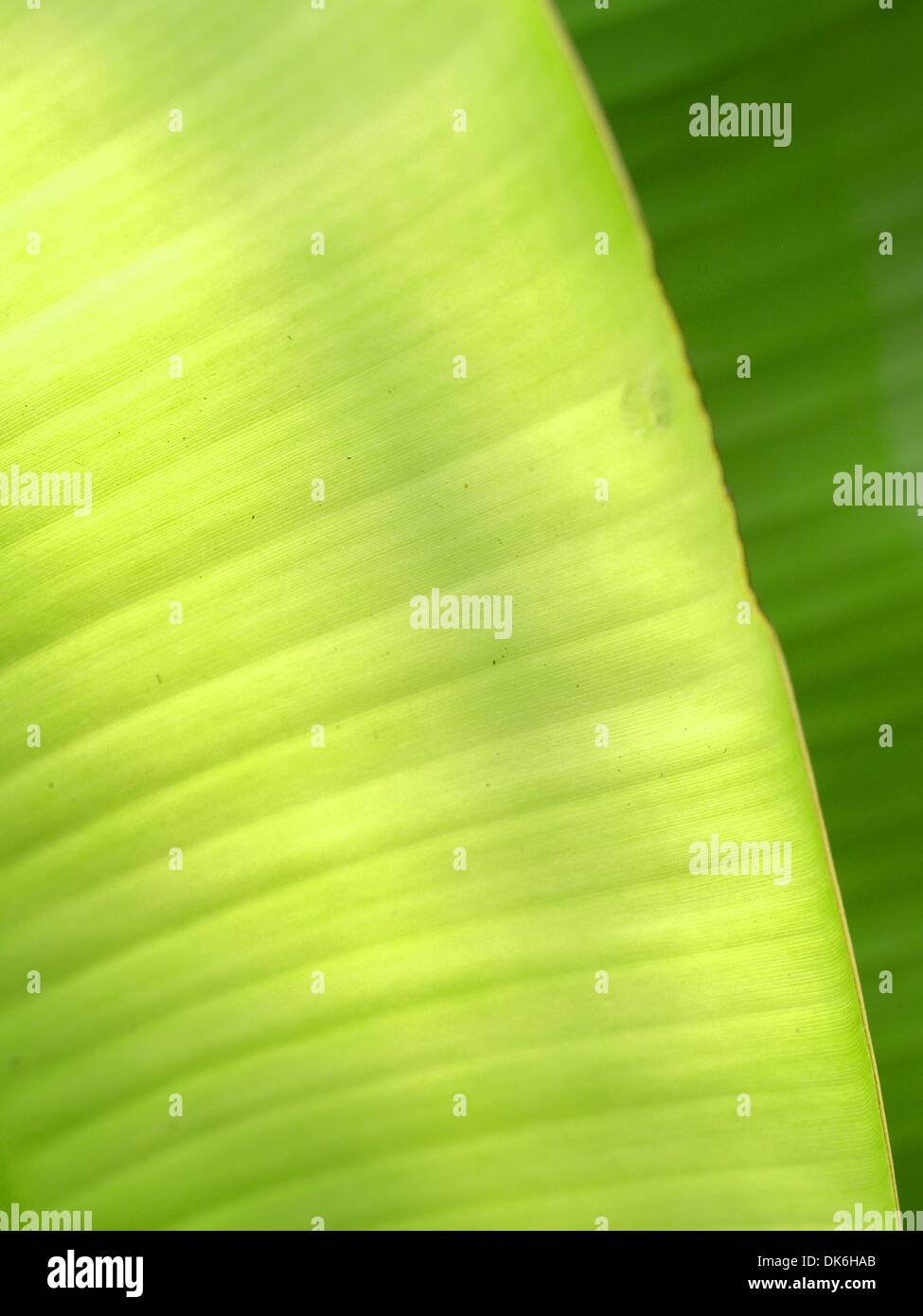 Feuille de bananier , banane, bananier, feuille, feuille de palmier ...