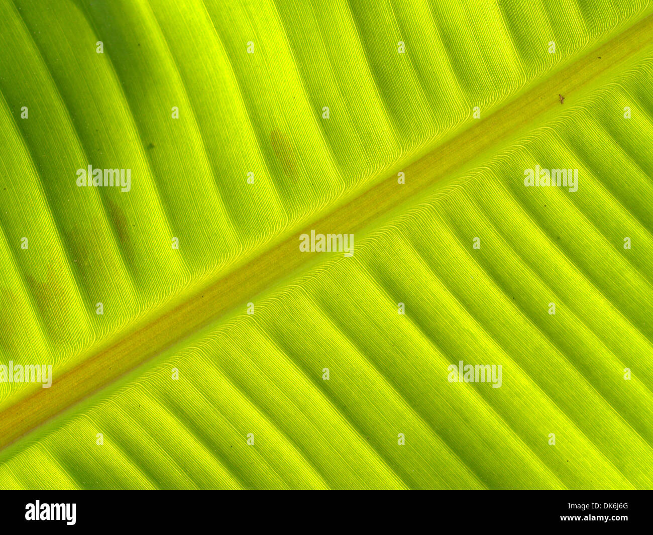 Feuille de bananier , banane, bananier, feuille, feuille de palmier ...