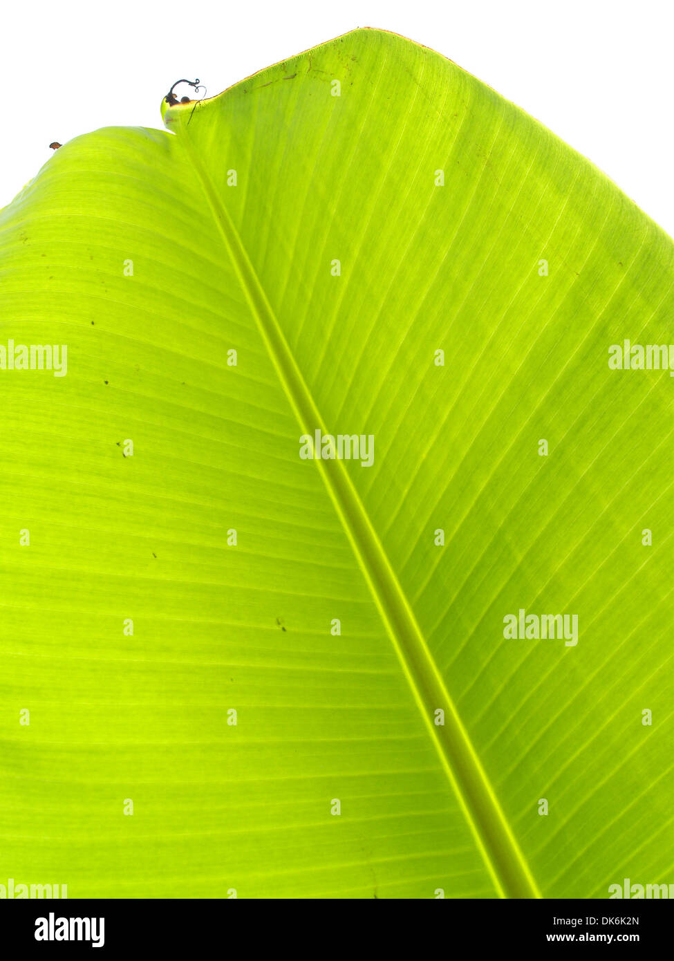 Feuille de bananier , banane, bananier, feuille, feuille de palmier ...