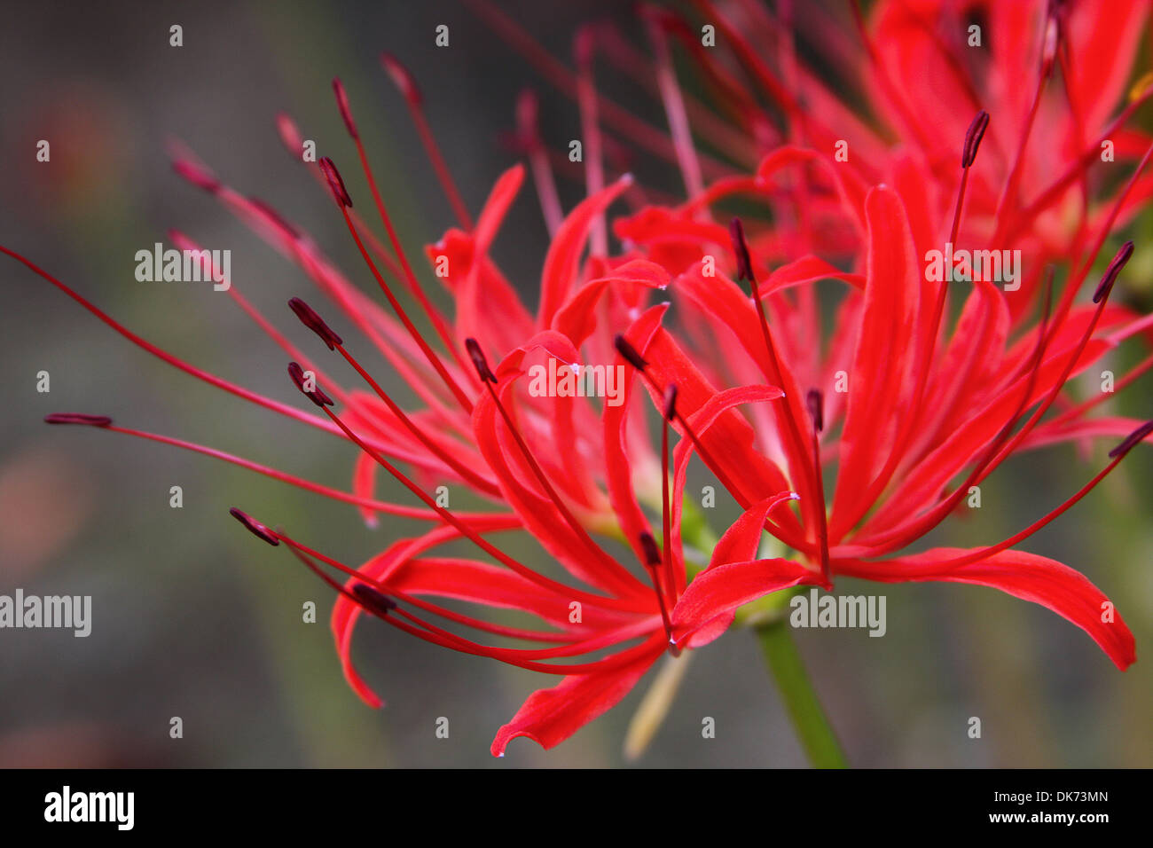 Lycoris radiata red spider lily Banque de photographies et d’images à ...