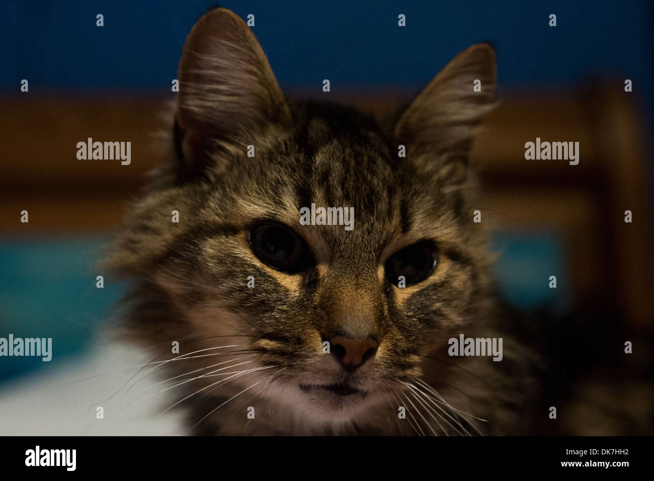 Moustaches nez lit noir blanc rose Banque de photographies et d’images à haute résolution - Alamy