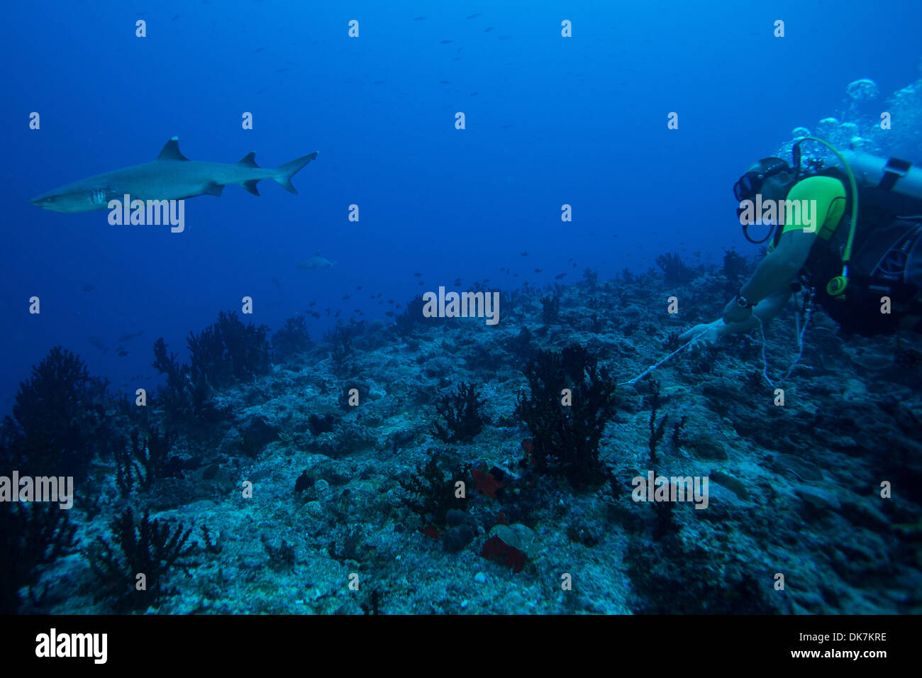 La raie est elle un requin Banque de photographies et d’images à haute résolution - Alamy