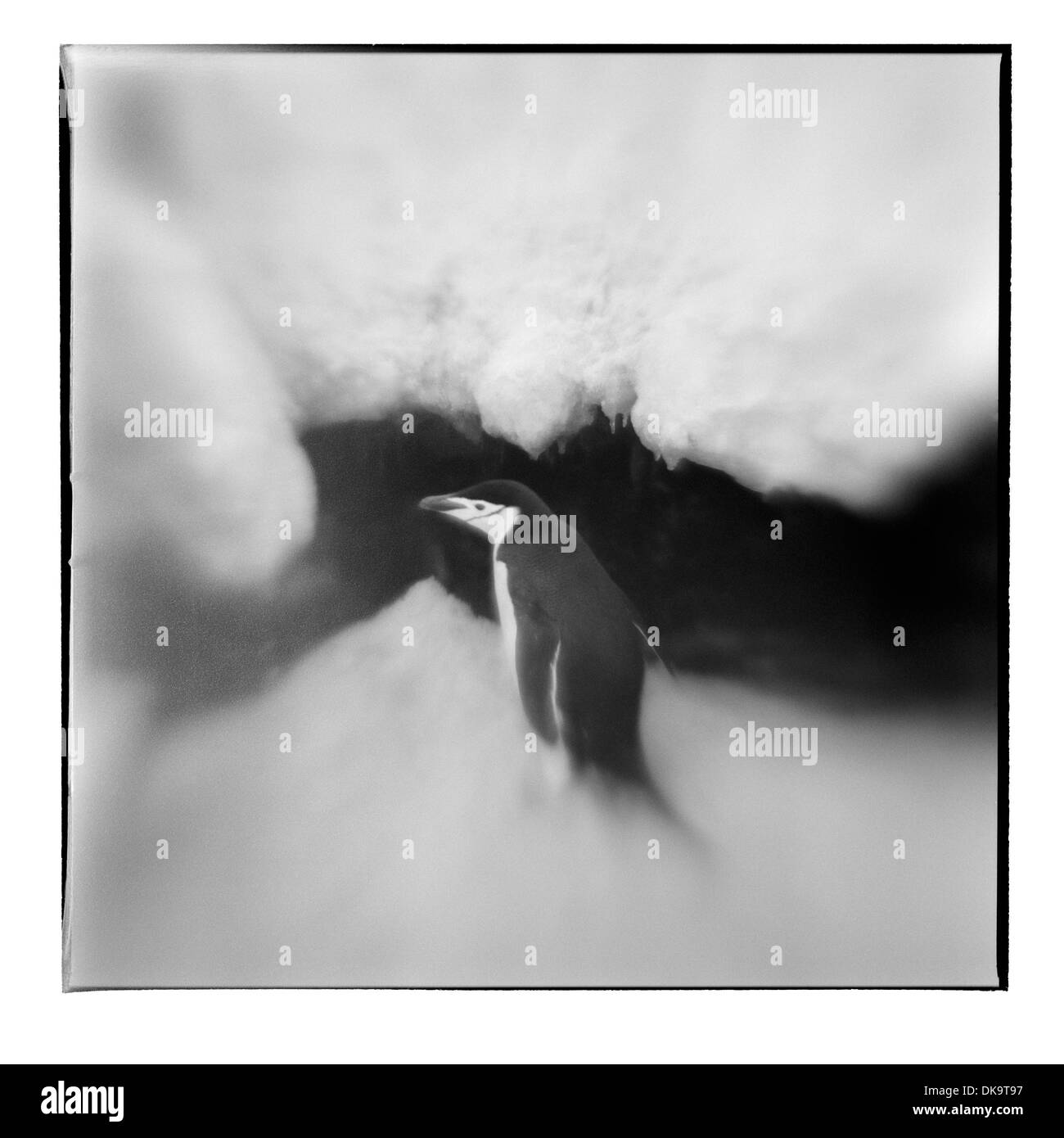 L'Antarctique, l'Île Déception, Blurred image en noir et blanc de Gamla ...