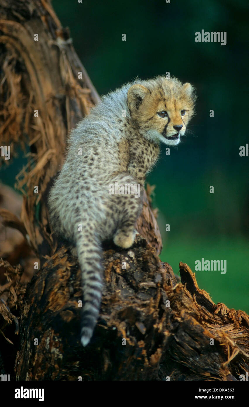Jeune gepard Banque de photographies et d’images à haute résolution - Alamy