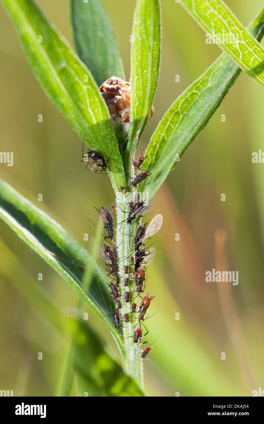 Insectes sur la plante Banque de photographies et d’images à haute ...