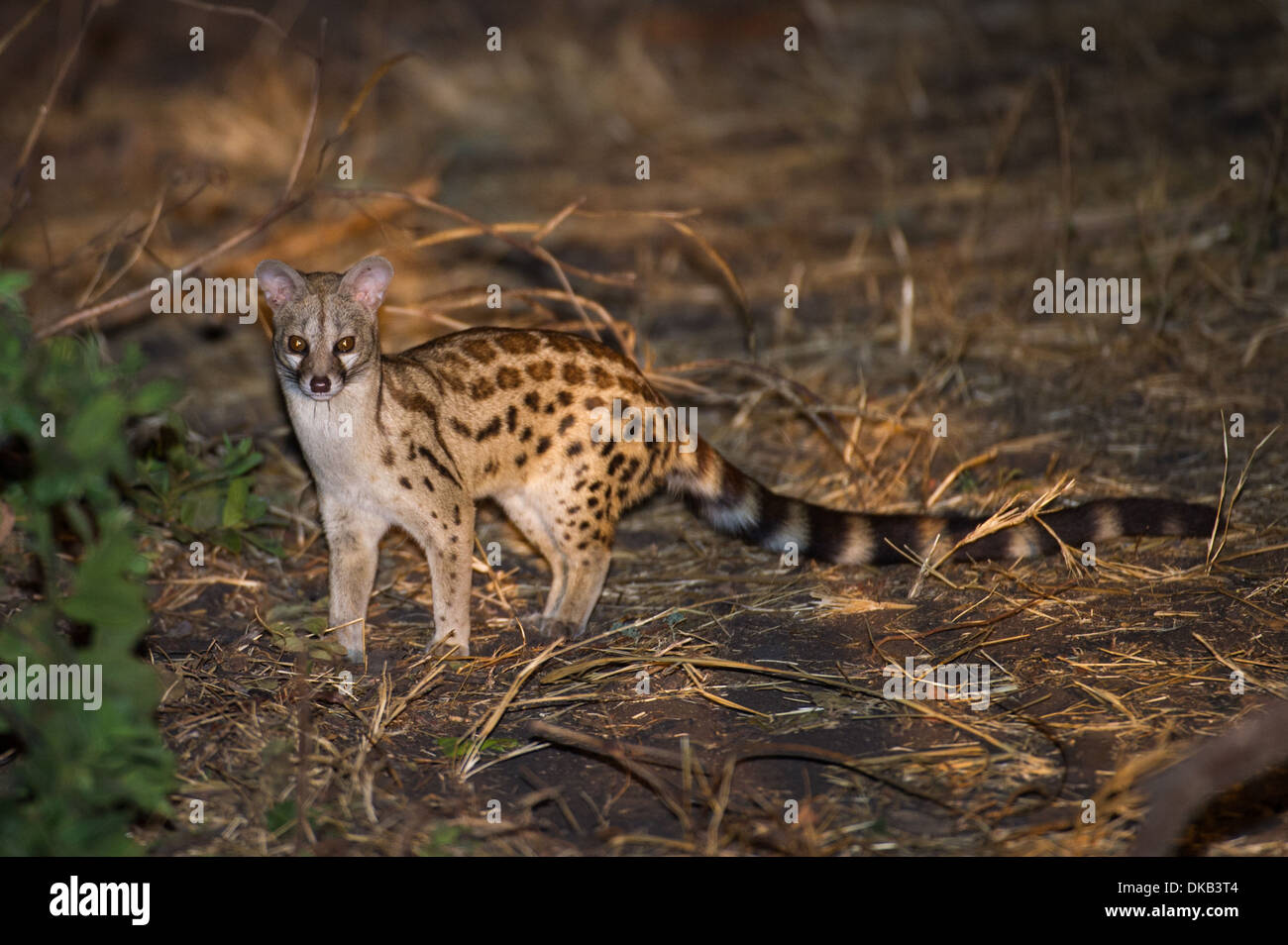 Genette commune Banque de photographies et d’images à haute résolution ...
