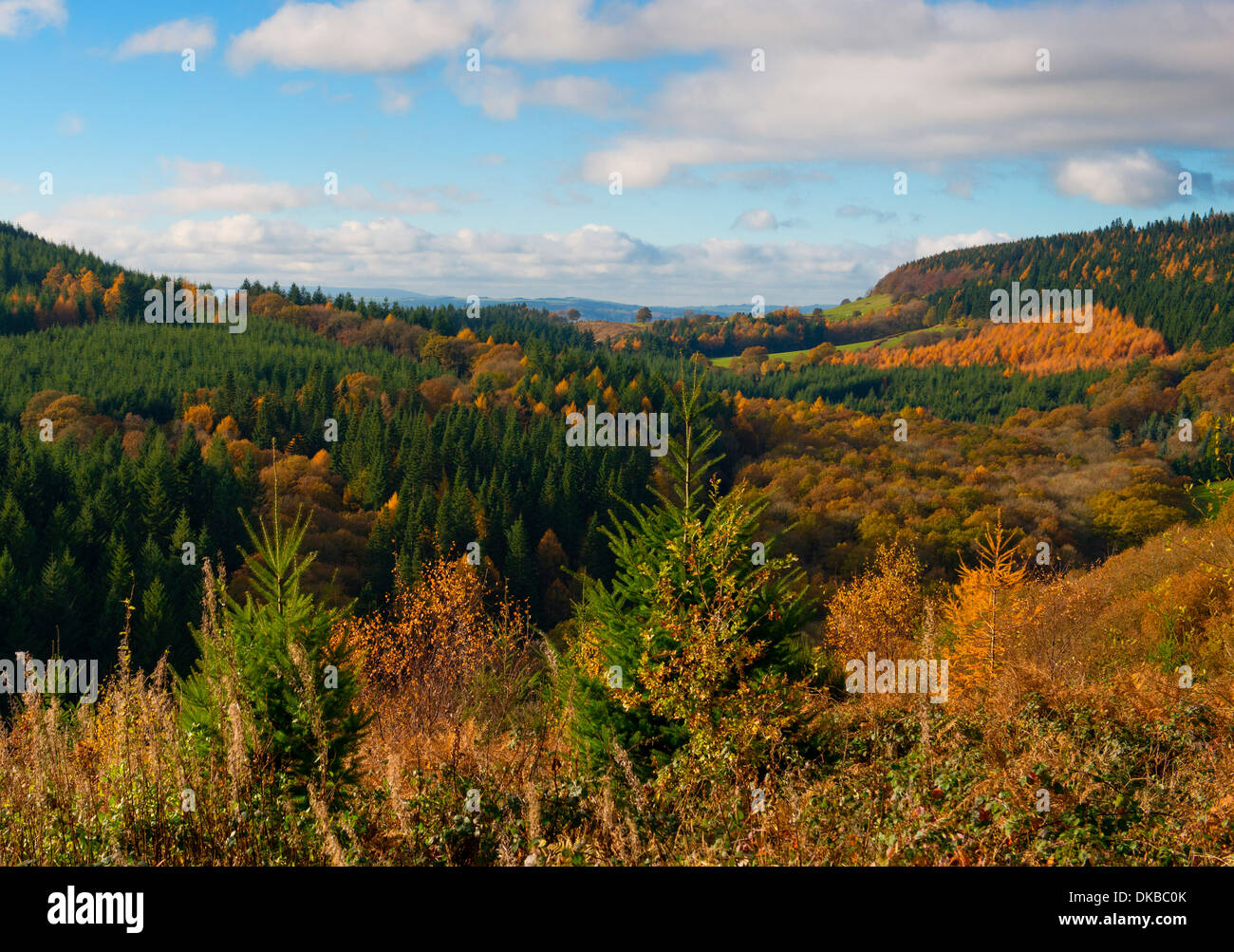 Mortimer forest Banque de photographies et d’images à haute résolution ...