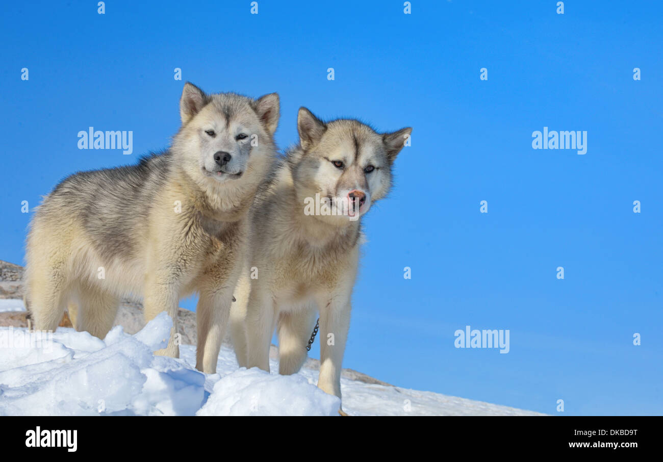 Chiens de traineaux groenland Banque de photographies et d’images à ...