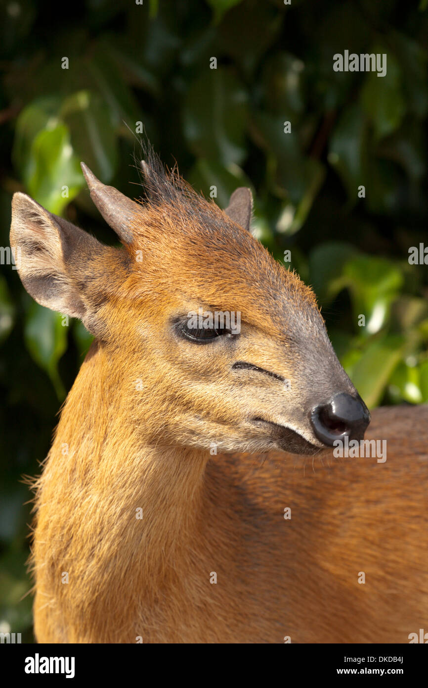 Cerf afrique Banque de photographies et d’images à haute résolution - Alamy