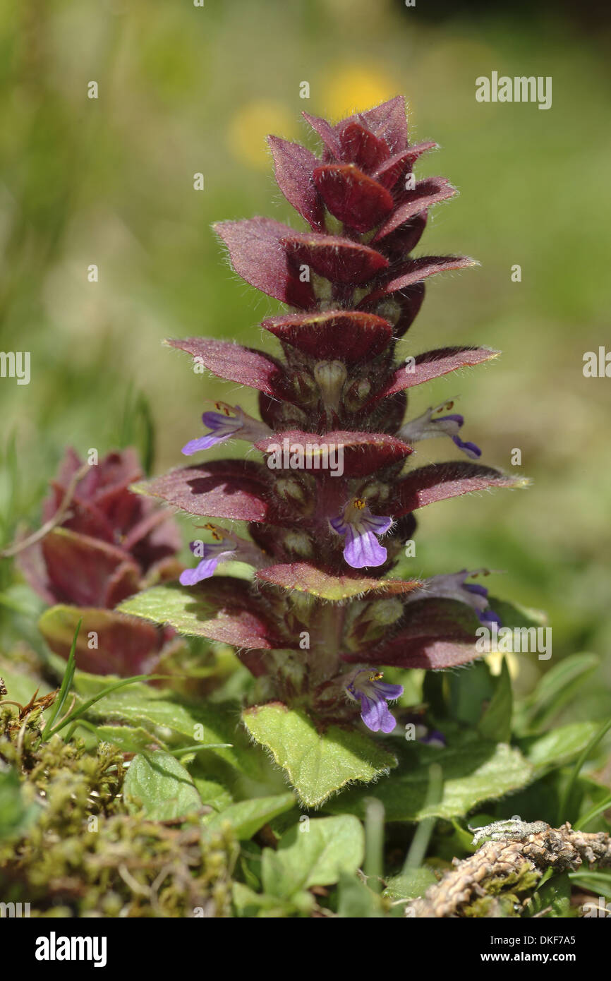 Pyramidal bugle ajuga pyramidalis Banque de photographies et d’images à ...