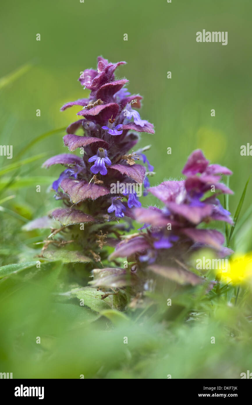 Pyramidal bugle Banque de photographies et d’images à haute résolution ...