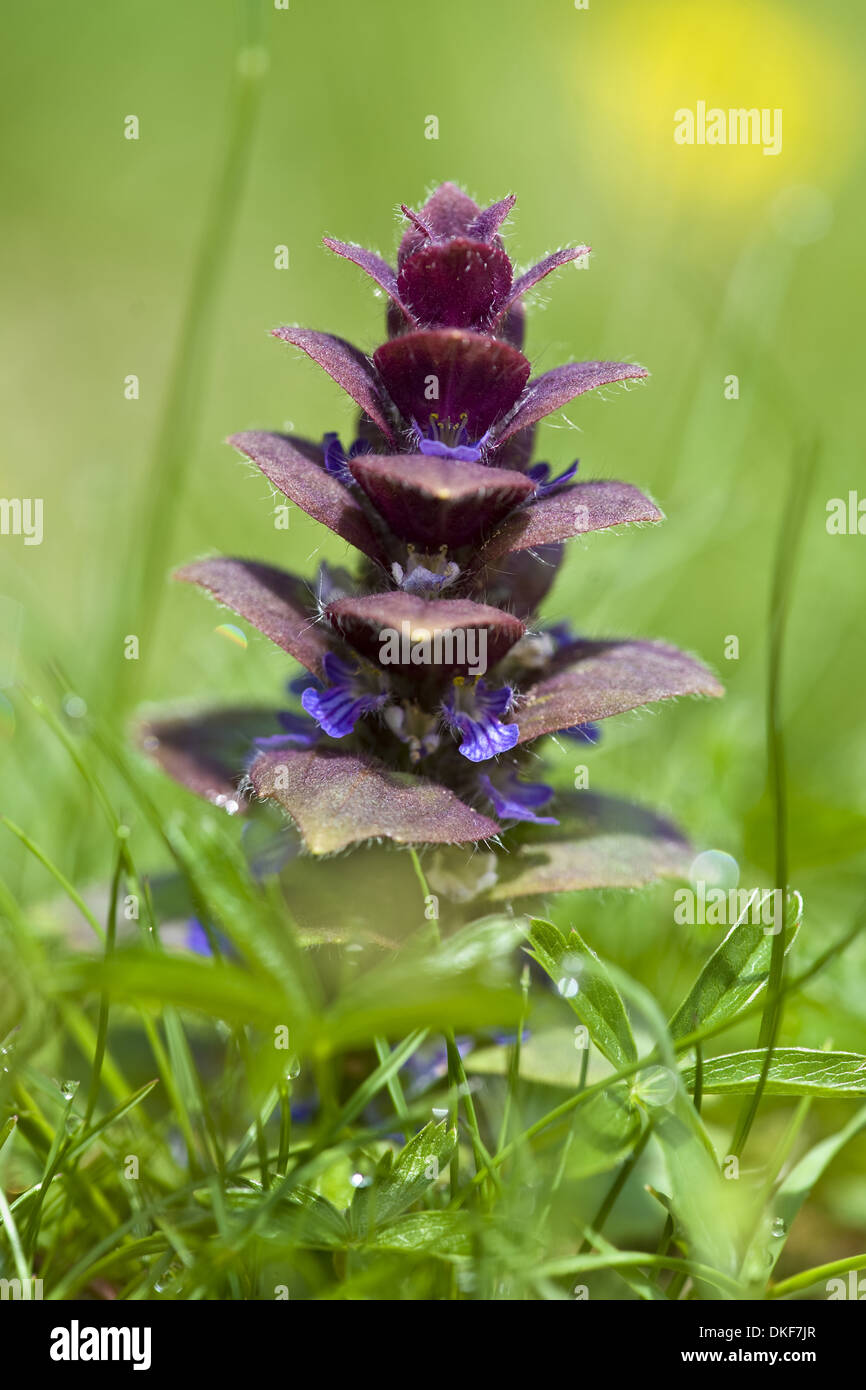 Bugle pyramidale ajuga pyramidalis Banque de photographies et d’images ...