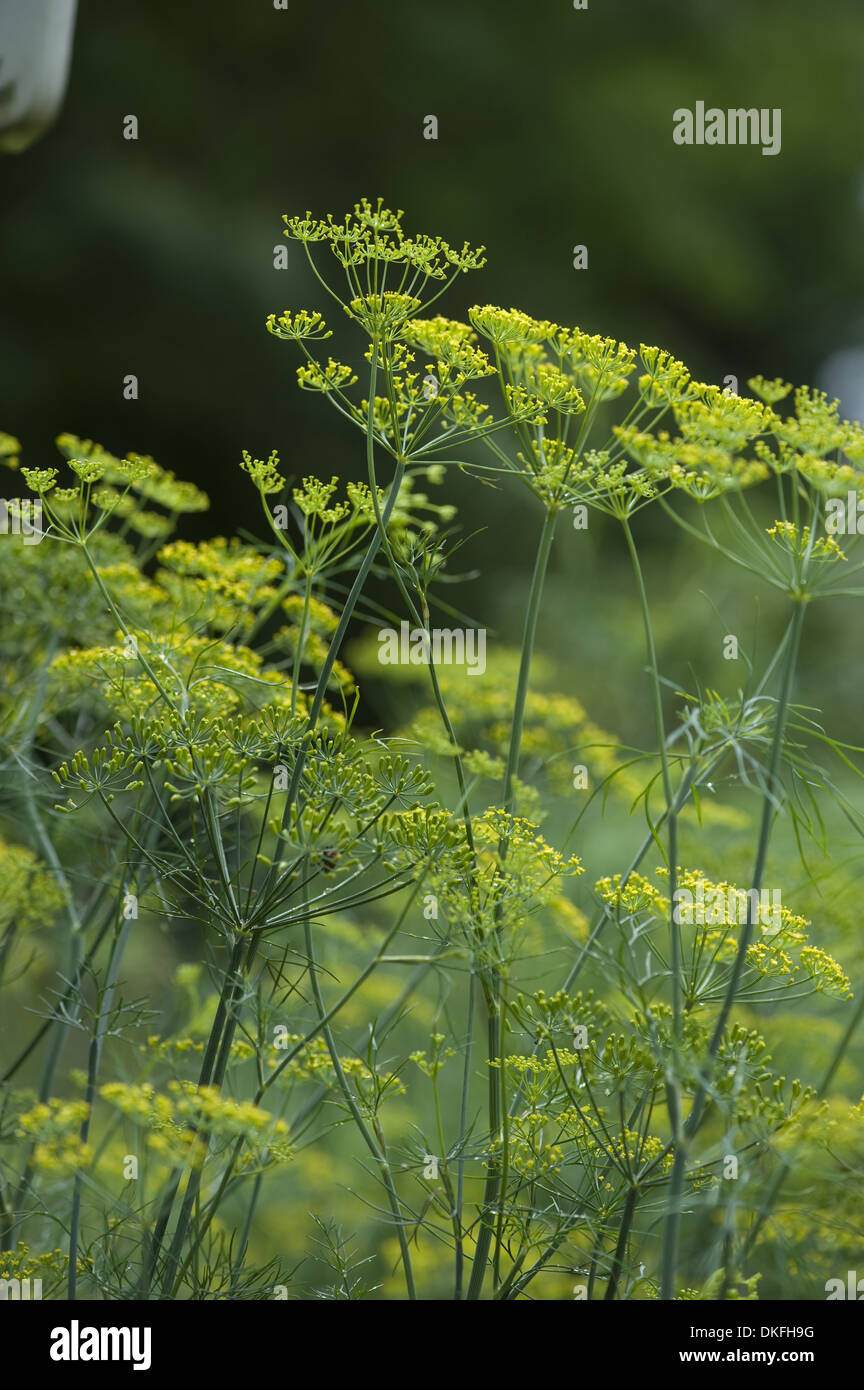 Anethum graveolens Banque de photographies et d’images à haute ...