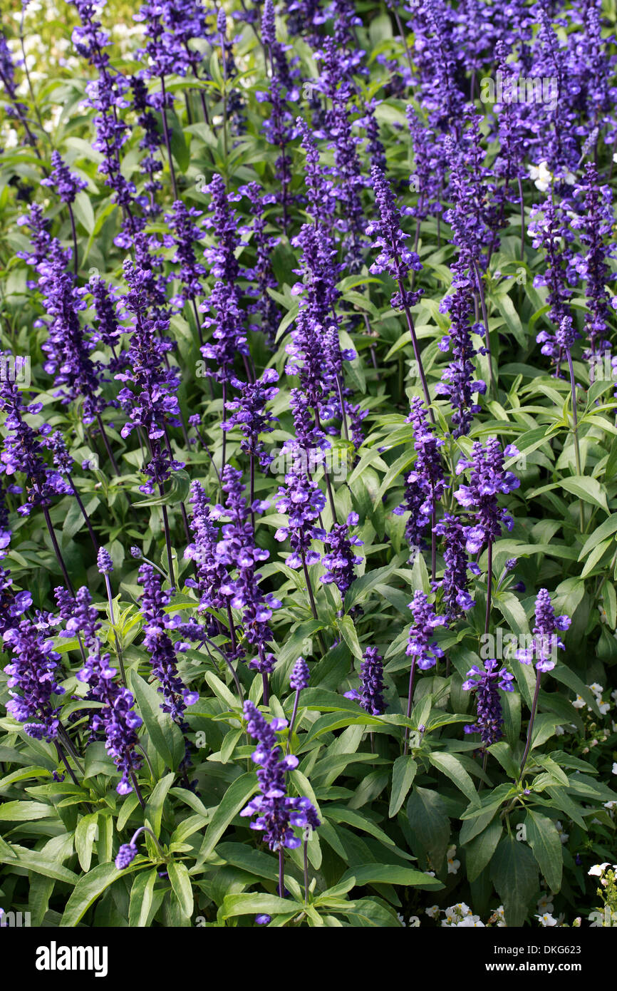 Salvia farinacea victoria blue Banque de photographies et d’images à ...