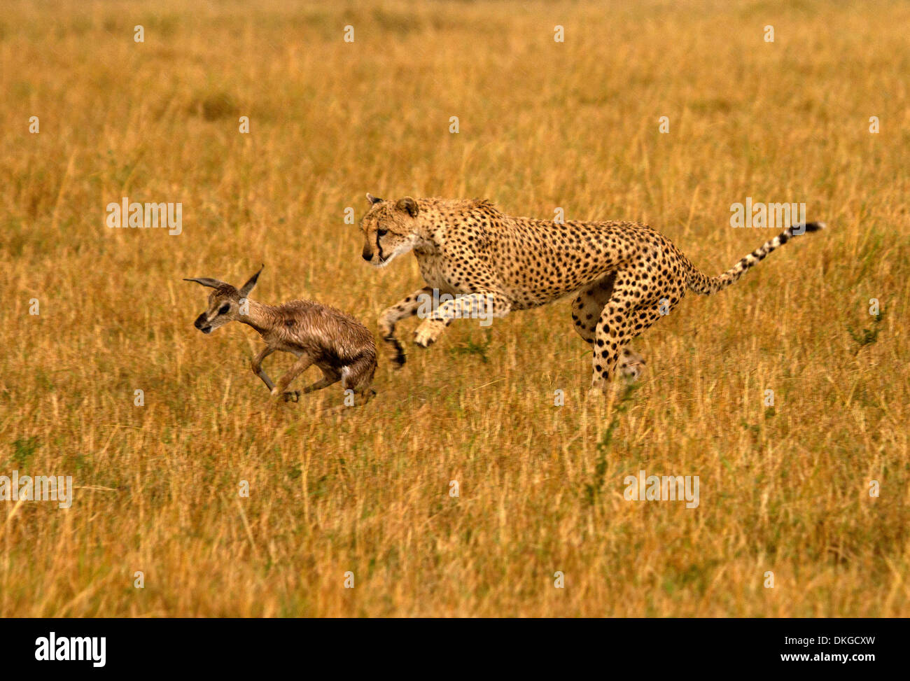 Chassant Sa Proie Banque d'image et photos - Alamy