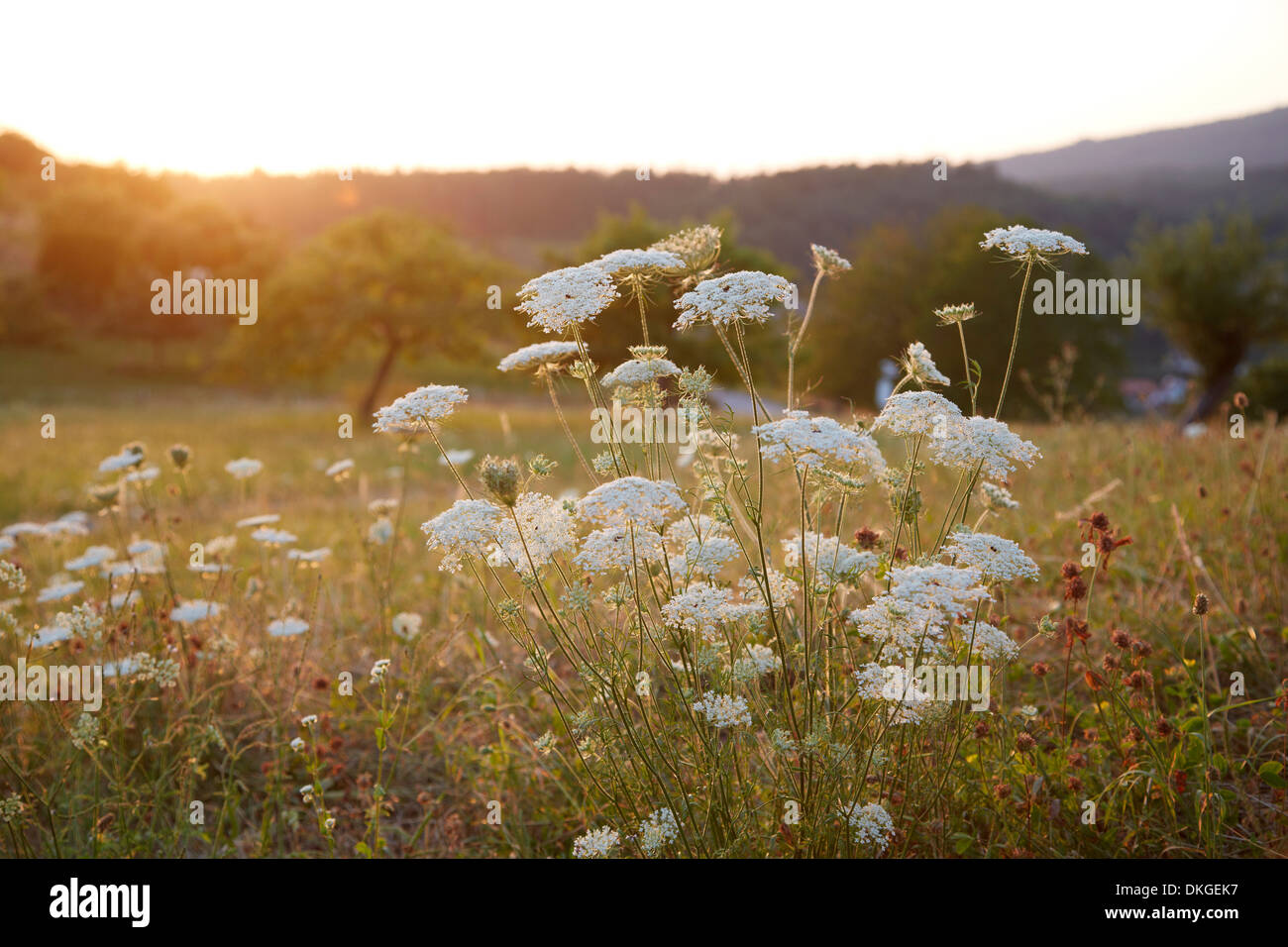 Sur la carotte sauvage daucus carota Banque de photographies et d ...