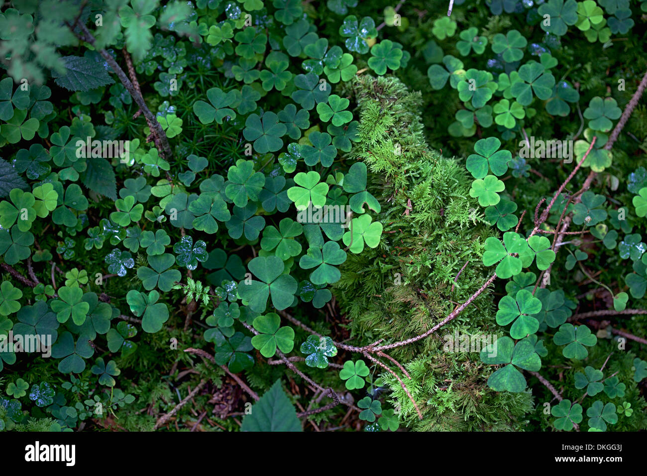 Les trèfles Banque de photographies et d’images à haute résolution - Alamy