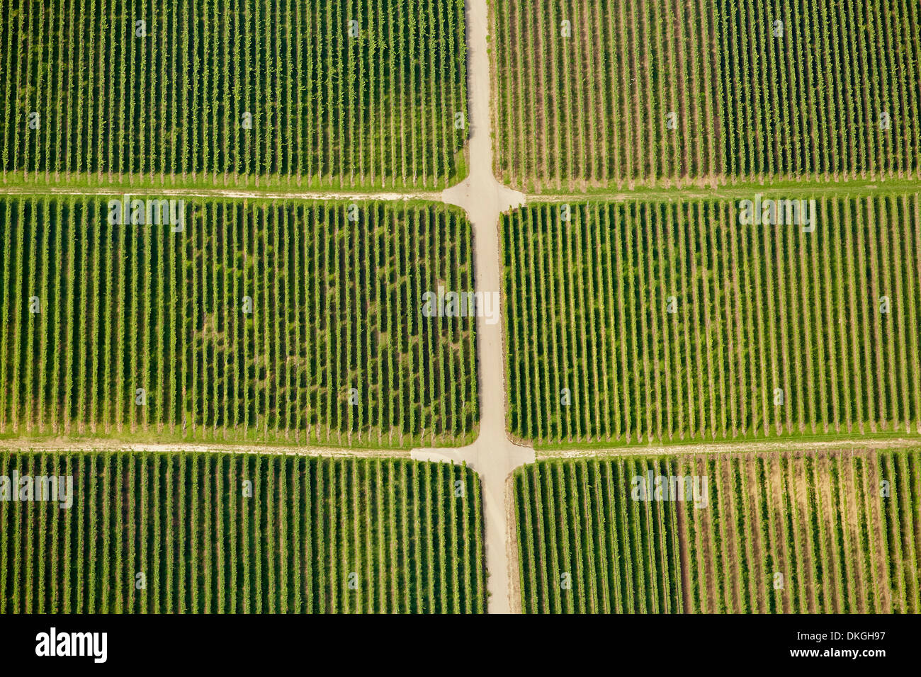 Vignobles de baden Banque de photographies et d’images à haute ...
