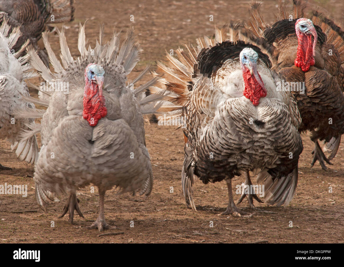 Grand mâle dindes de race rare avec un plumage noir et blanc at ...