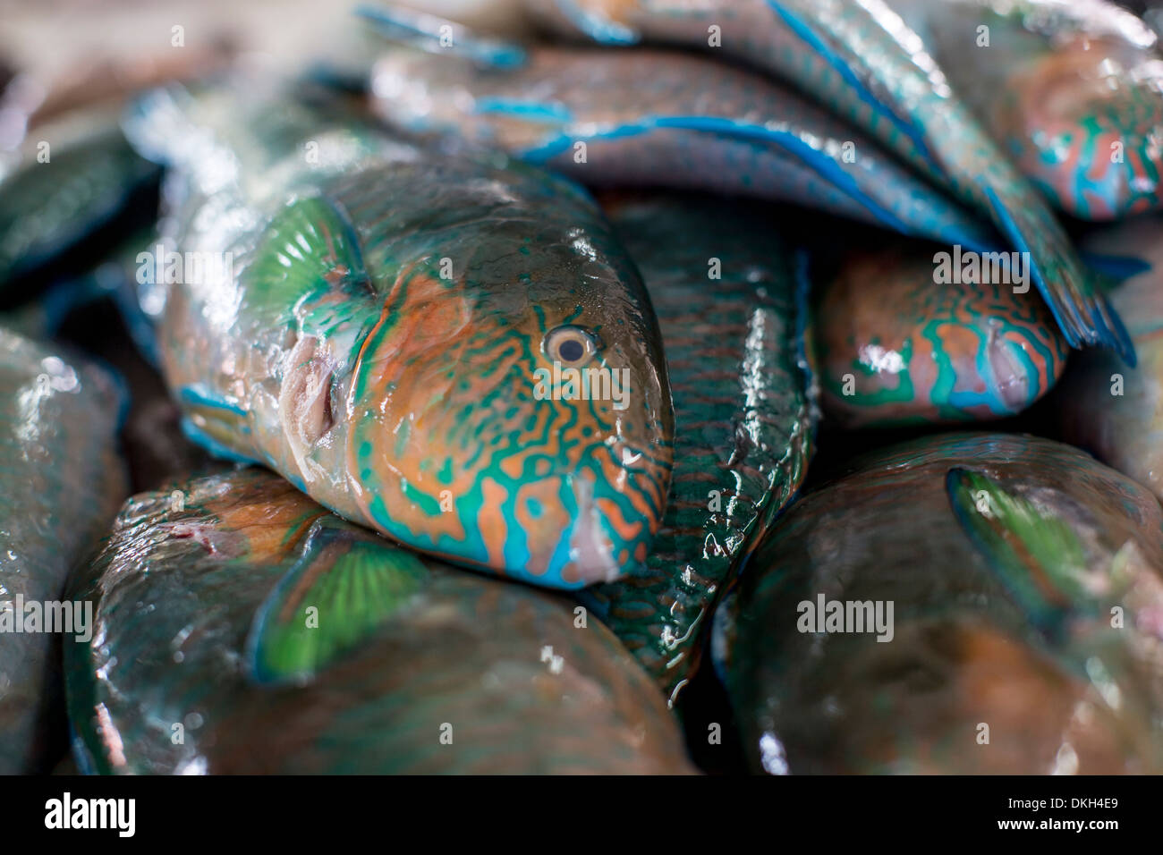Poissons perroquets scaridae Banque de photographies et d’images à ...