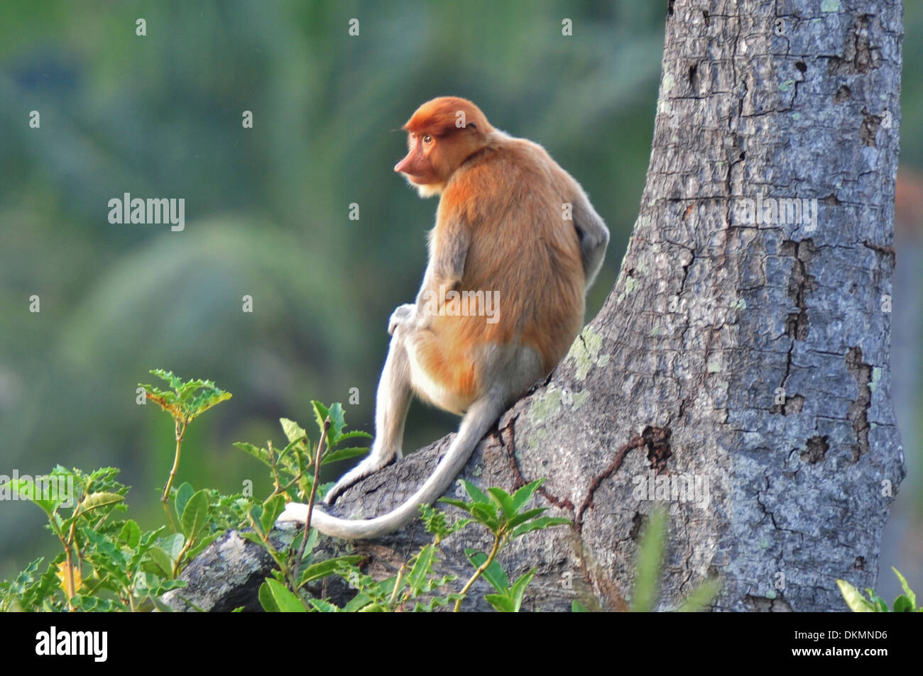 Proboscis singe nasalis larvatus Banque de photographies et d’images à ...