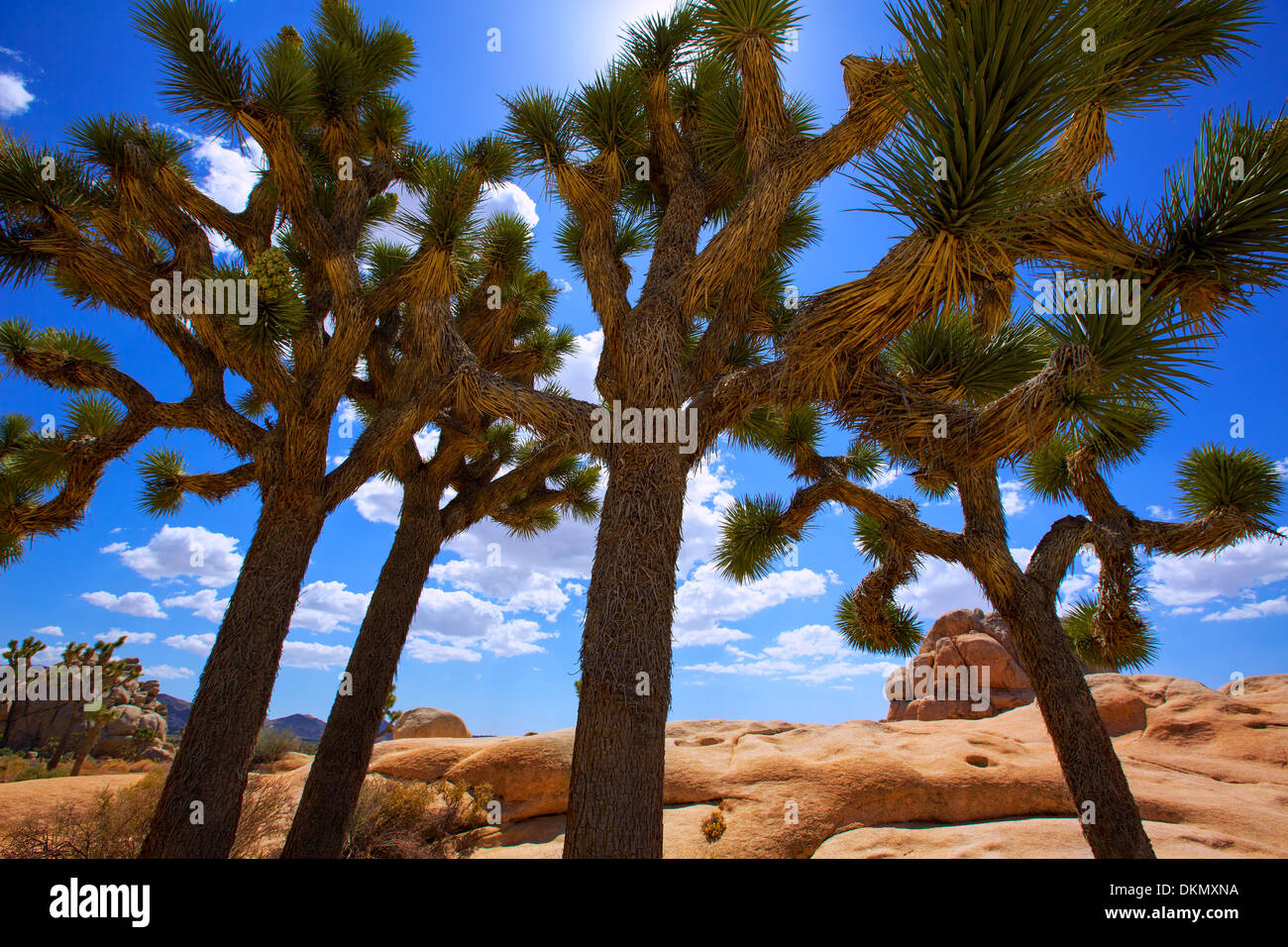Le parc national Joshua Tree Yucca Valley dans Mohave Desert en ...
